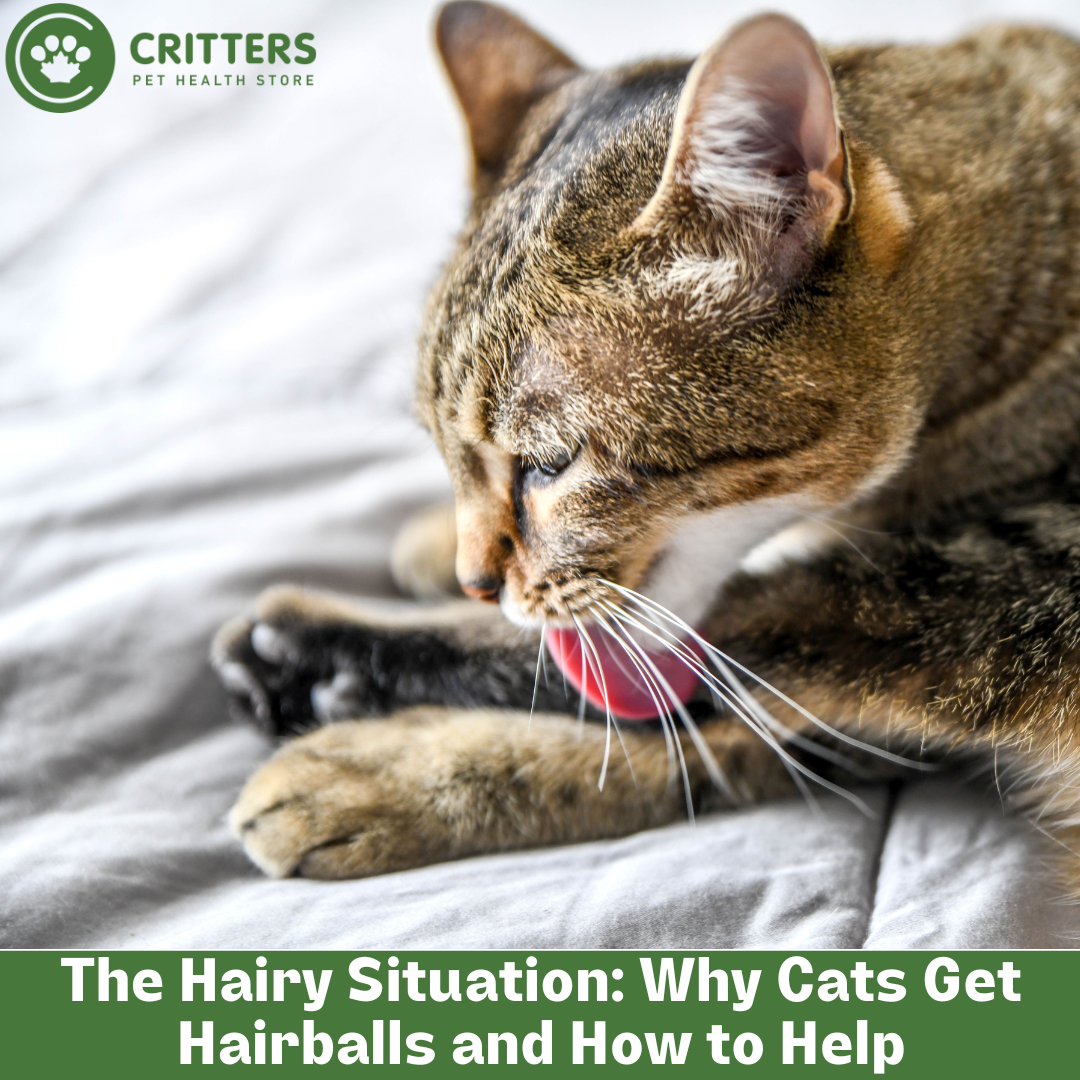 The Hairy Situation: Why Cats Get Hairballs and How to Help – Critters ...