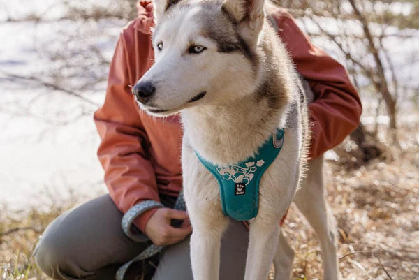 Hurtta Weekend Warrior Raven Dog Harness – Critters Pet Health Store